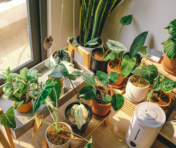 Explore our latest plant arrivals! – World Plant Nursery