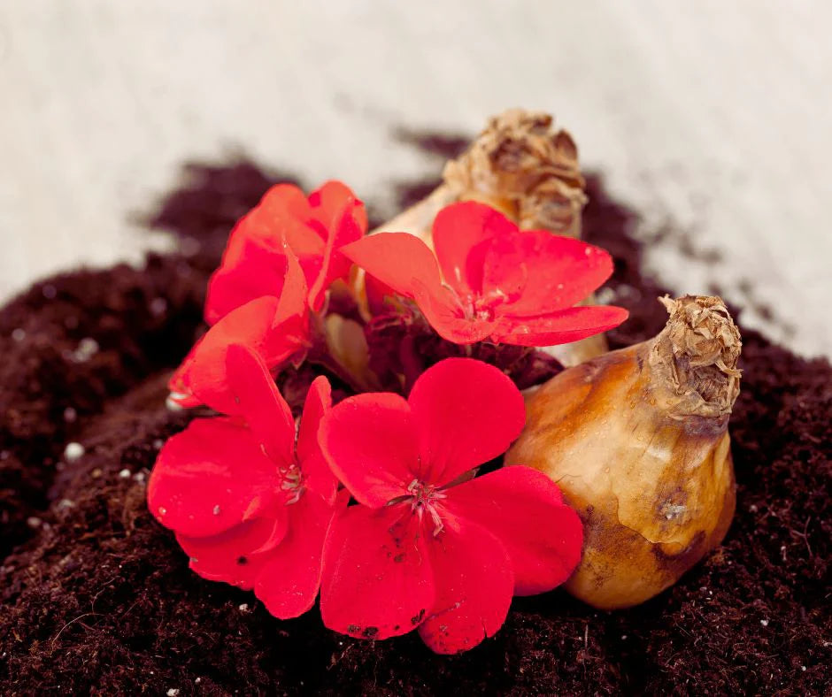Flowerbulb & Dried Plants – World Plant Nursery