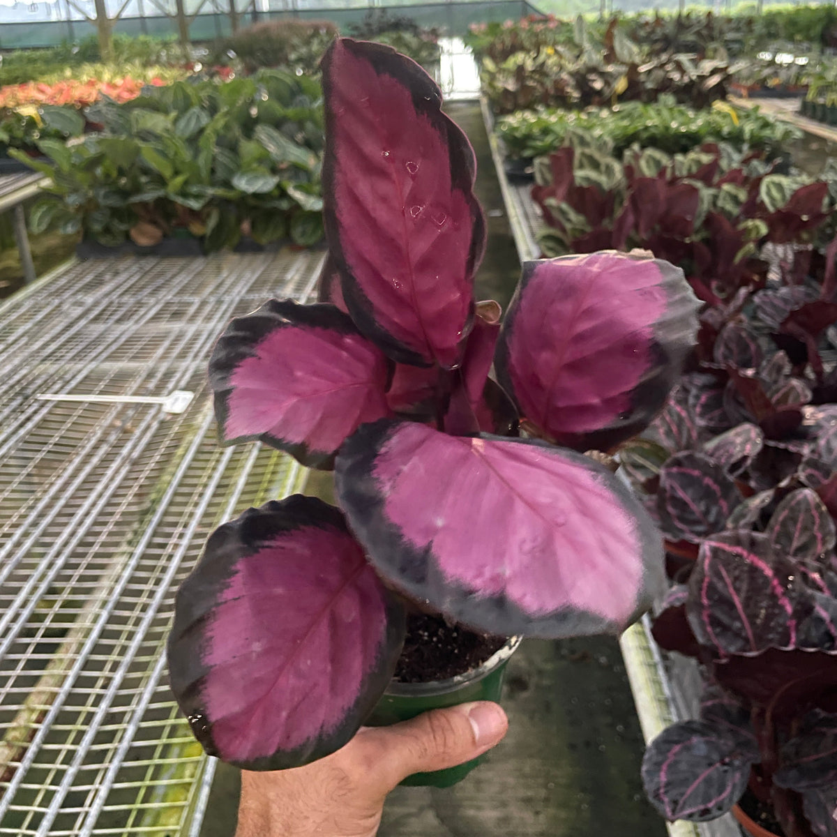 Buy Calathea 'Purple Rose' Online in United States – World Plant Nursery
