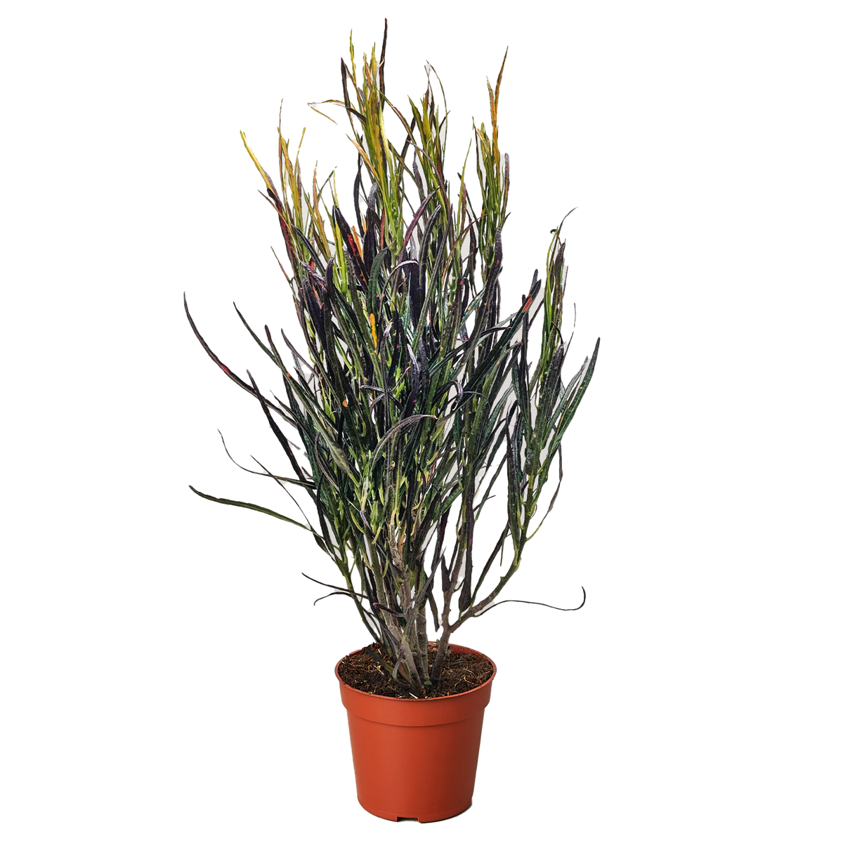 Buy Croton 'Picasso' Online in United States – World Plant Nursery