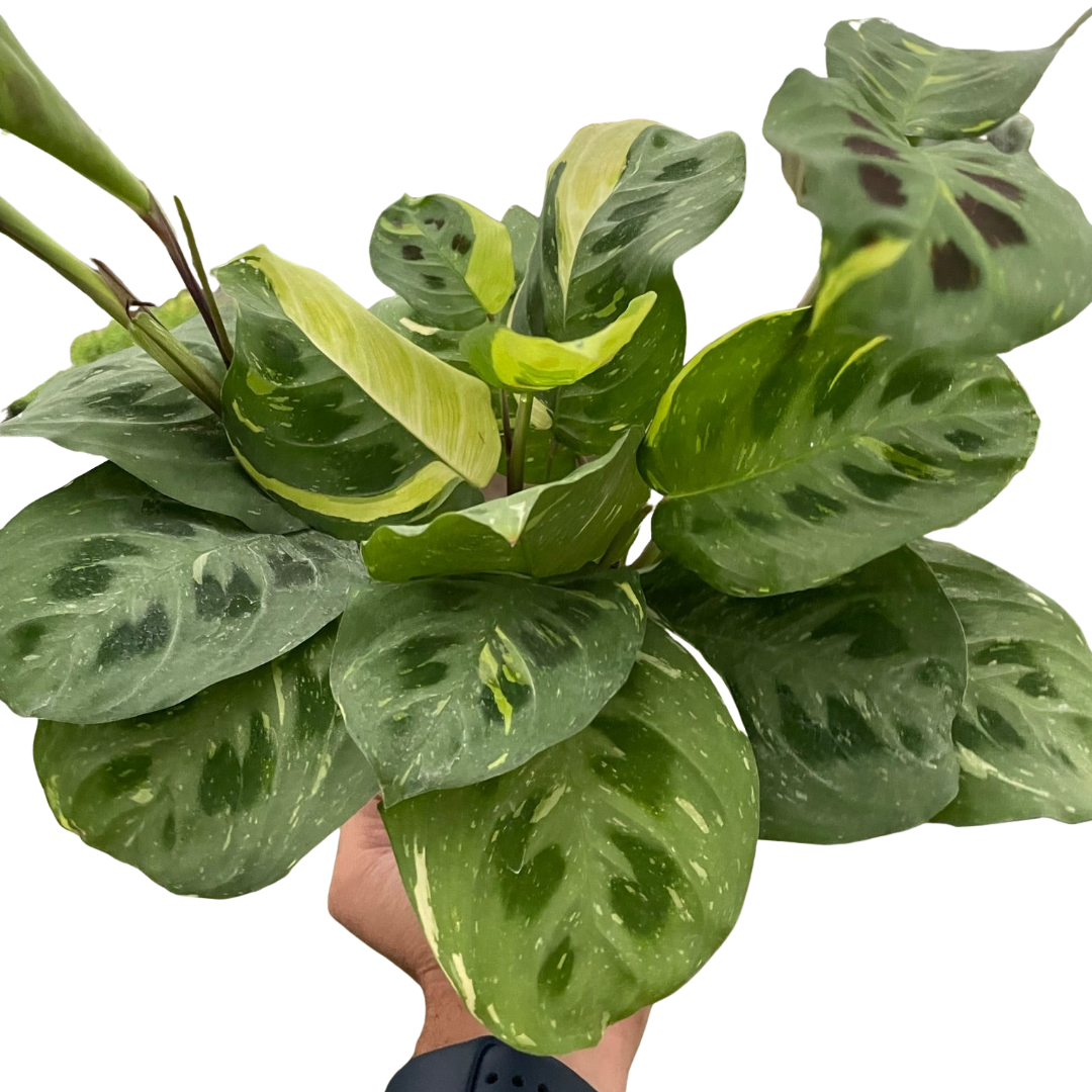 Buy Maranta Variegated 'Beauty Kim' Online in United States – World ...