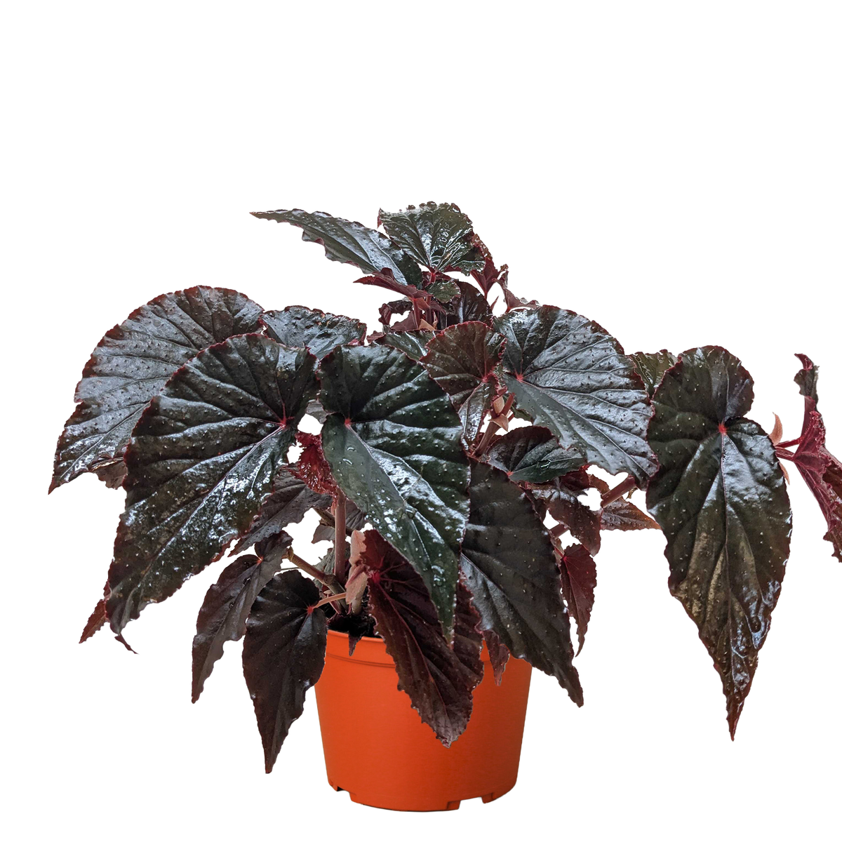 Buy Begonia 'Black Magic' Online in United States – World Plant Nursery