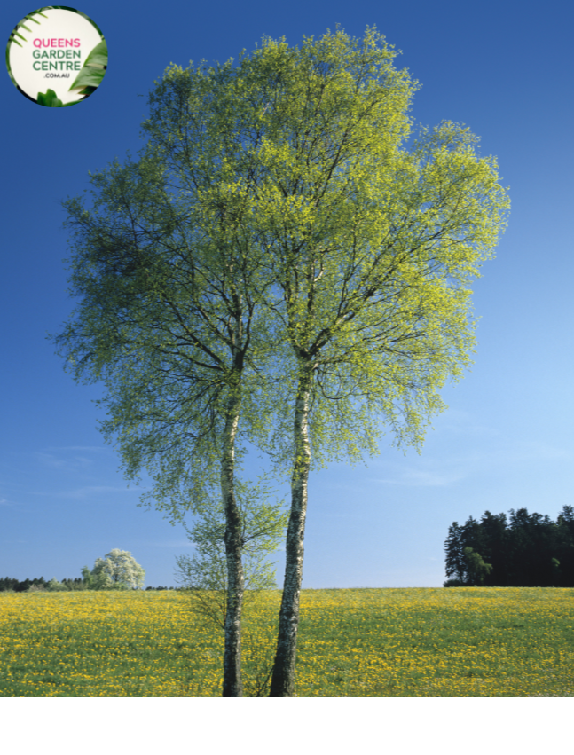 Buy Betula nigra Tropical Birch online Australia – World Plant Nursery