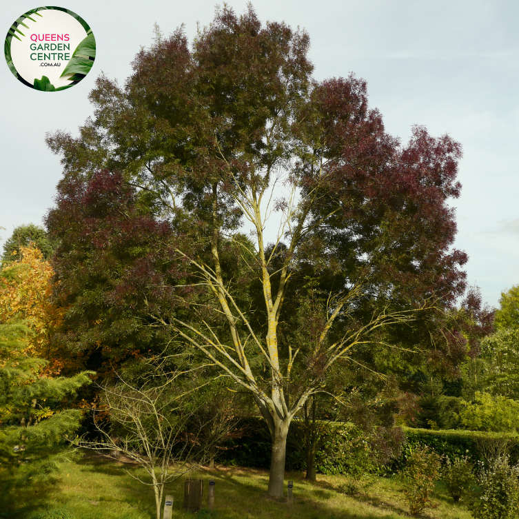 Buy Fraxinus Angustifolia Raywood Claret Ash Online in Australia ...