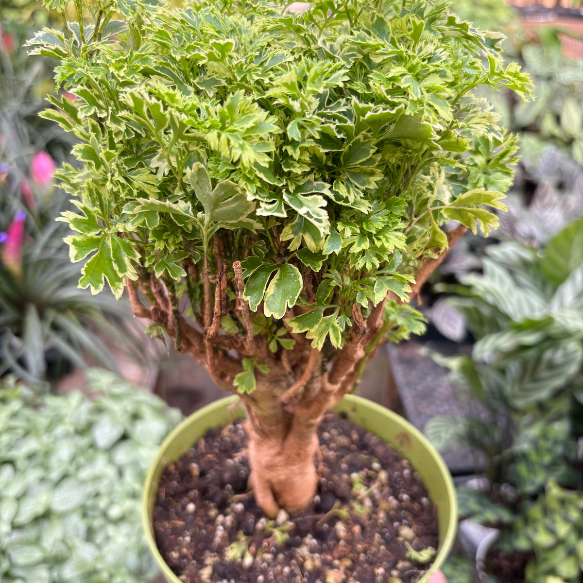Buy Aralia Ming Gold Mini Bonsai Online in United States – World Plant ...