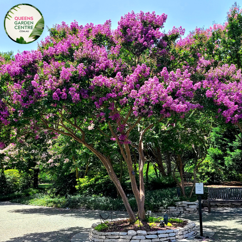 Buy Lagerstroemia Purple Lady Crepe Myrtle Online in Australia – World ...
