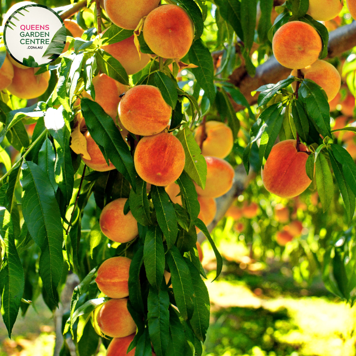 Buy Peach - Golden Queen Prunus Persica Online in Australia – World ...