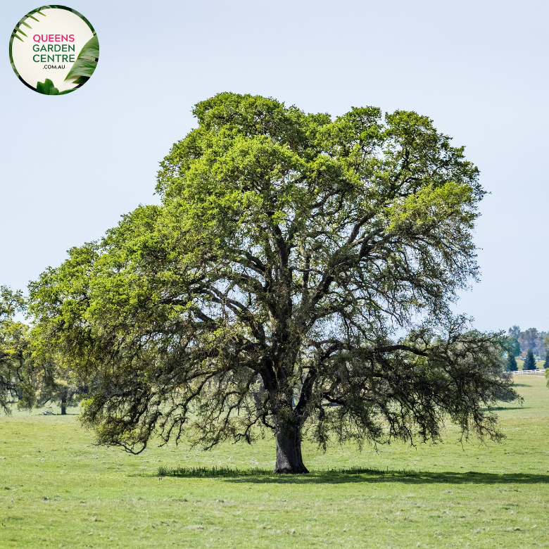 Buy Quercus Lobata Valley Oak Online in Australia | Quercus Lobata ...