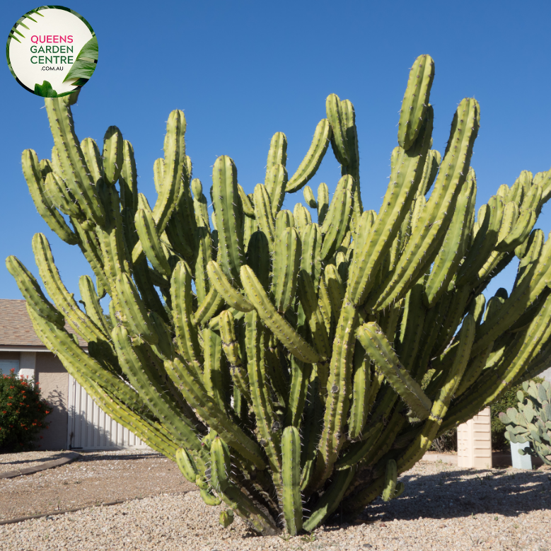 Buy Stetsonia Coryne Toothpick Cactus Online in Australia – World Plant ...