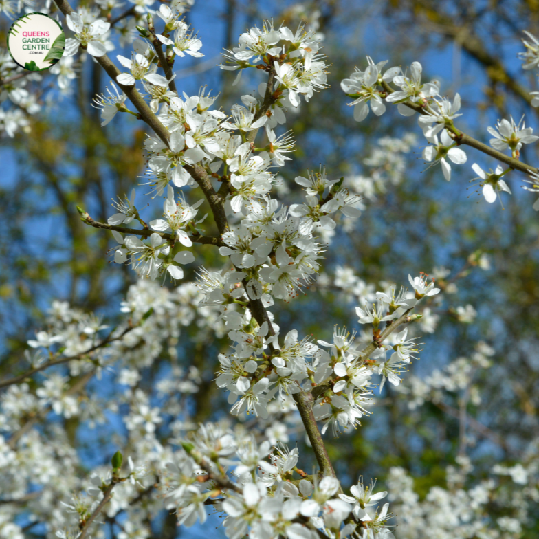 Buy Pyrus Nivalis Snow Pear Online in Australia – World Plant Nursery