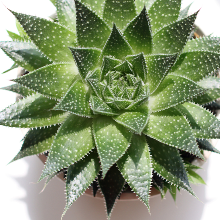 Buy Aloe Cosmo Online In Australia – World Plant Nursery
