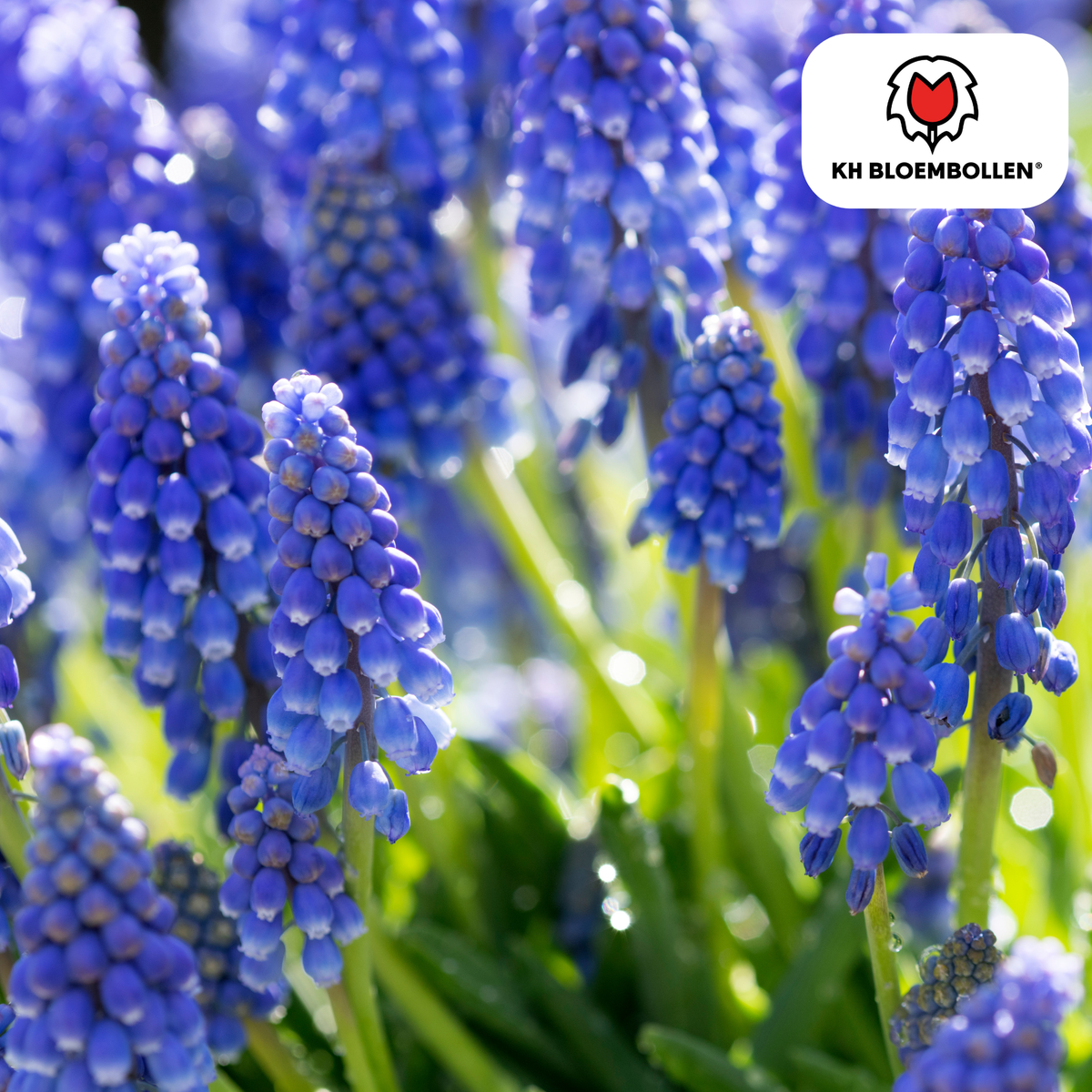 Buy Muscari Bleu Moon Online in Europe – World Plant Nursery