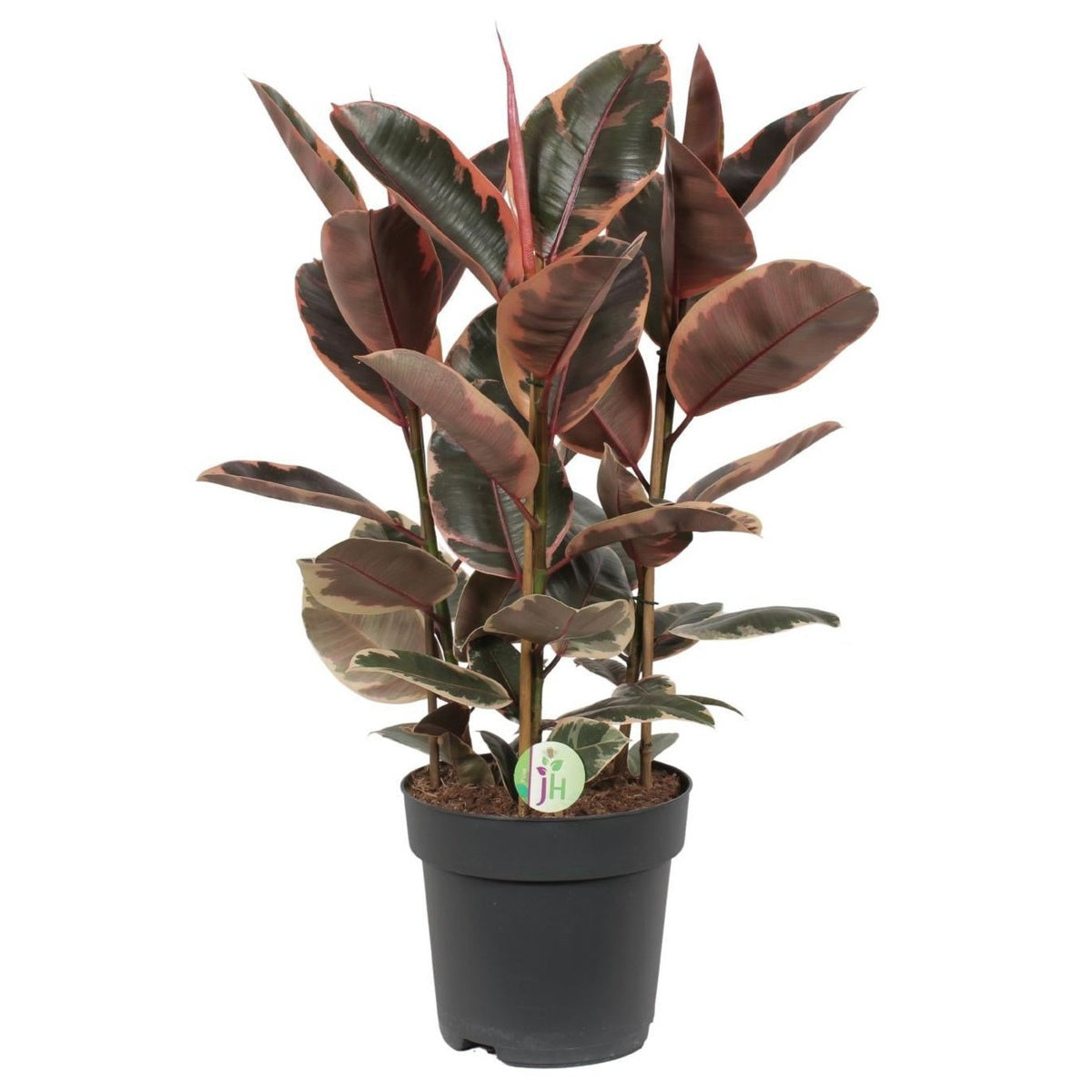 Buy Ficus Belize Online in Europe | Ficus Belize – World Plant Nursery